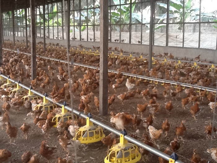 Roxell Projects - Kalvetagrolinks